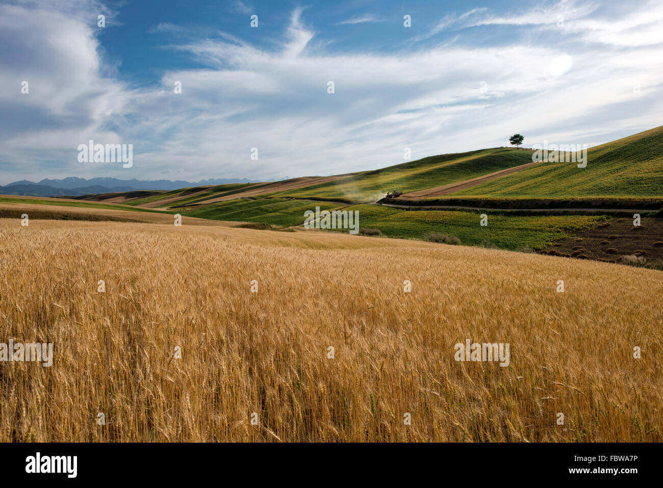 Xinjiang Shihezi wheat field Stock Photo - Alamy