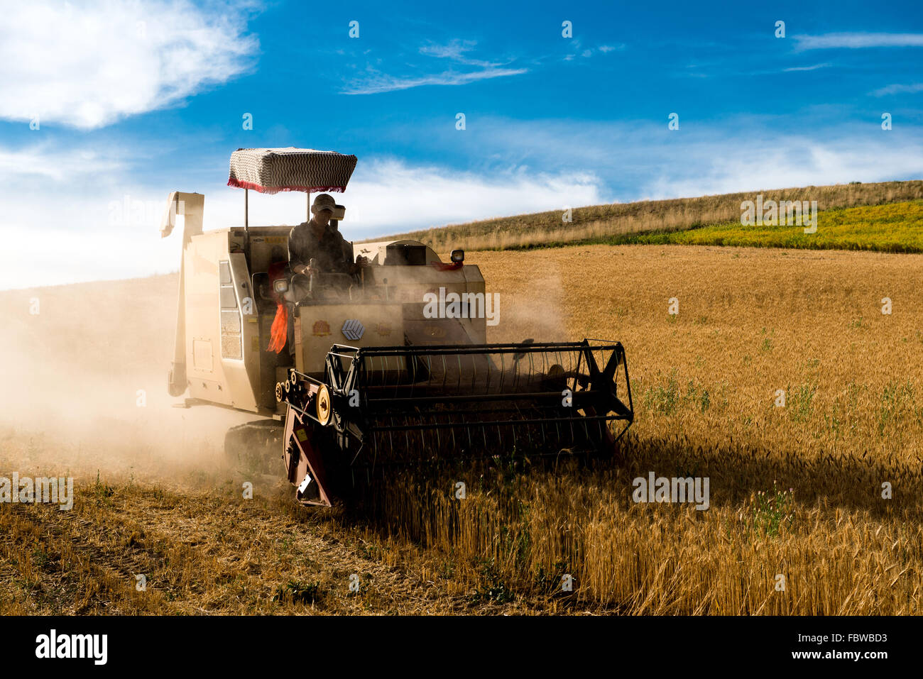 Xinjiang Shihezi wheat field Stock Photo - Alamy