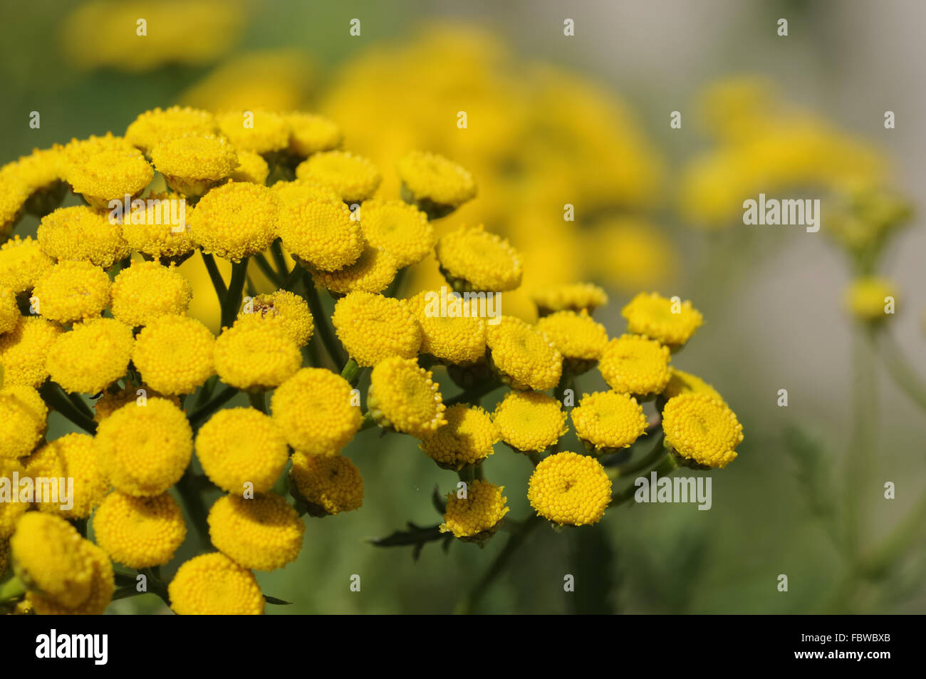 Mugwort pollen hi-res stock photography and images - Alamy
