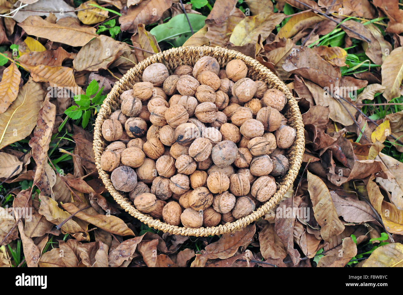 Harvested walnuts in a basket Stock Photo - Alamy