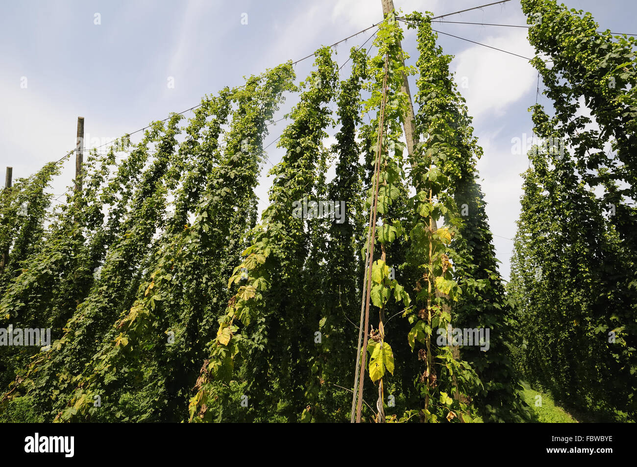 Common hops hi-res stock photography and images - Alamy