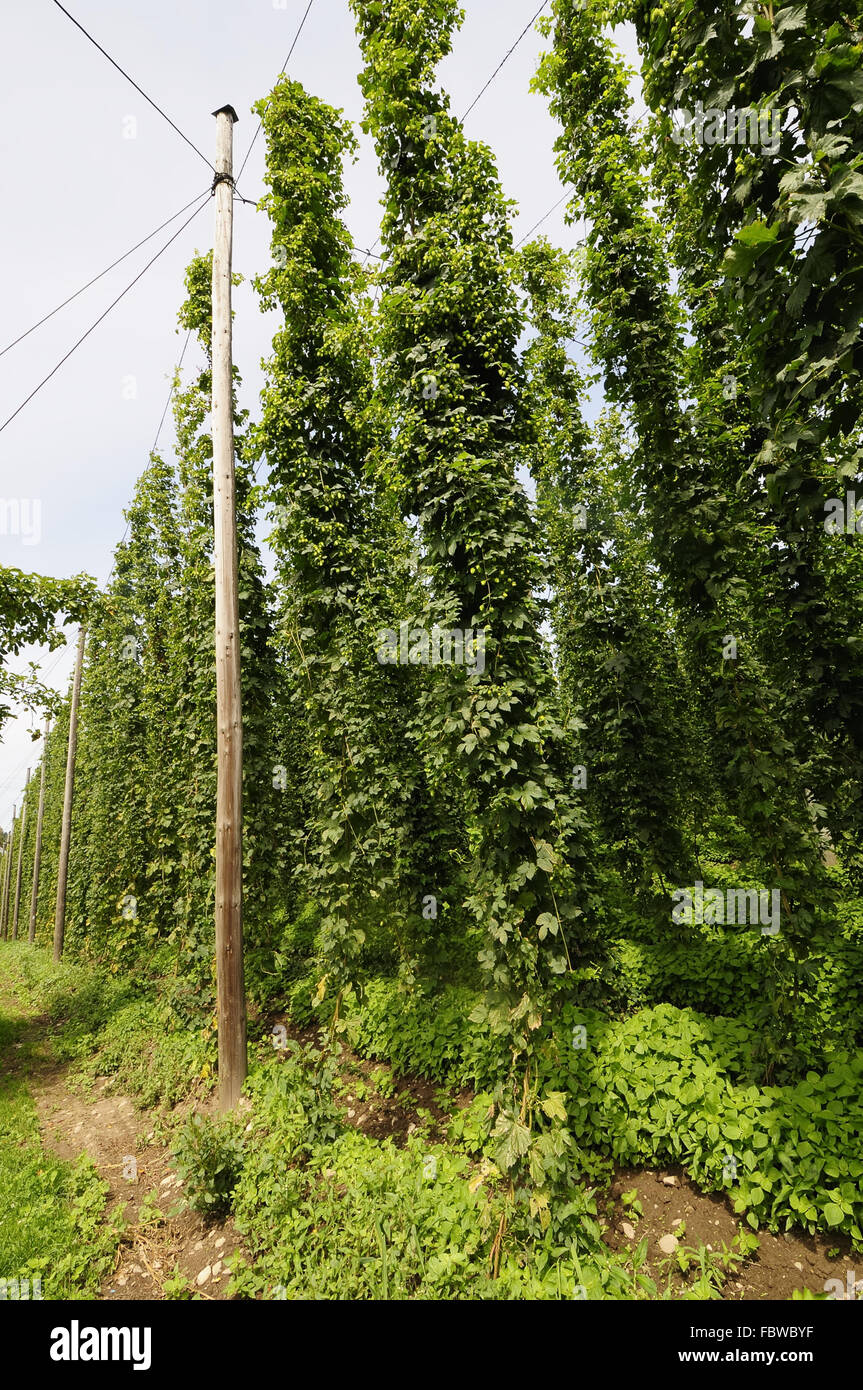 Common hops hi-res stock photography and images - Alamy
