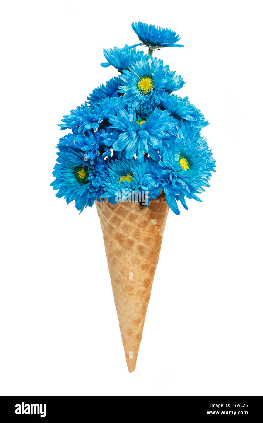 blue chrysanthemum ice cream cone flower beautiful fresh floral ...