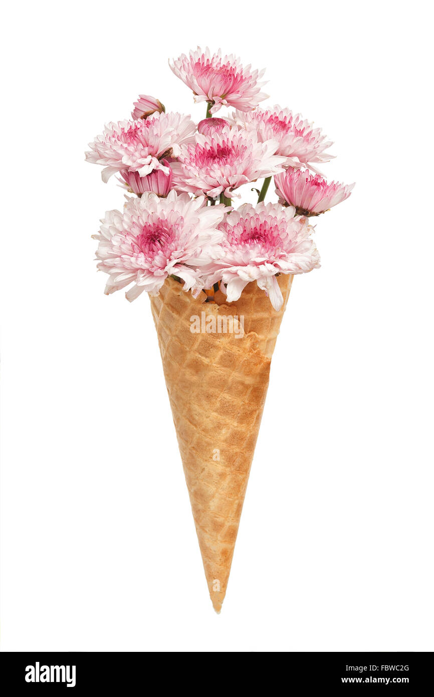 pink chrysanthemum ice cream cone flower beautiful fresh floral ...