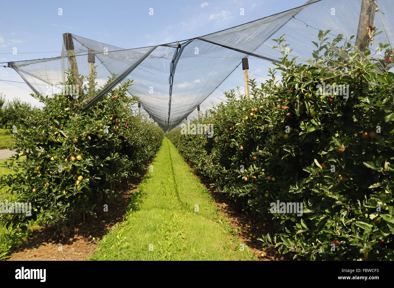 Bodensee apple hi-res stock photography and images - Alamy