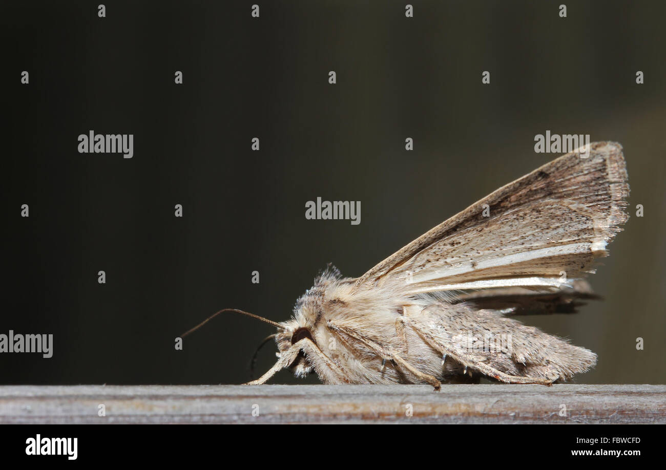 Sideview on a shuttle shaped dart Stock Photo - Alamy