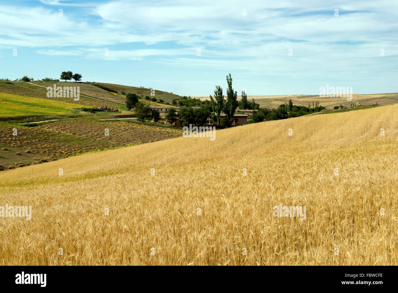 Xinjiang Shihezi wheat field Stock Photo - Alamy