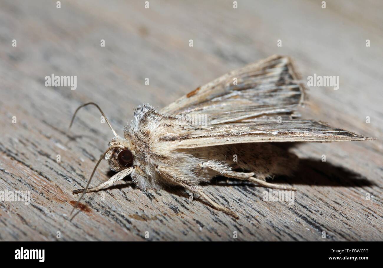 Shuttle shaped dart hi-res stock photography and images - Alamy