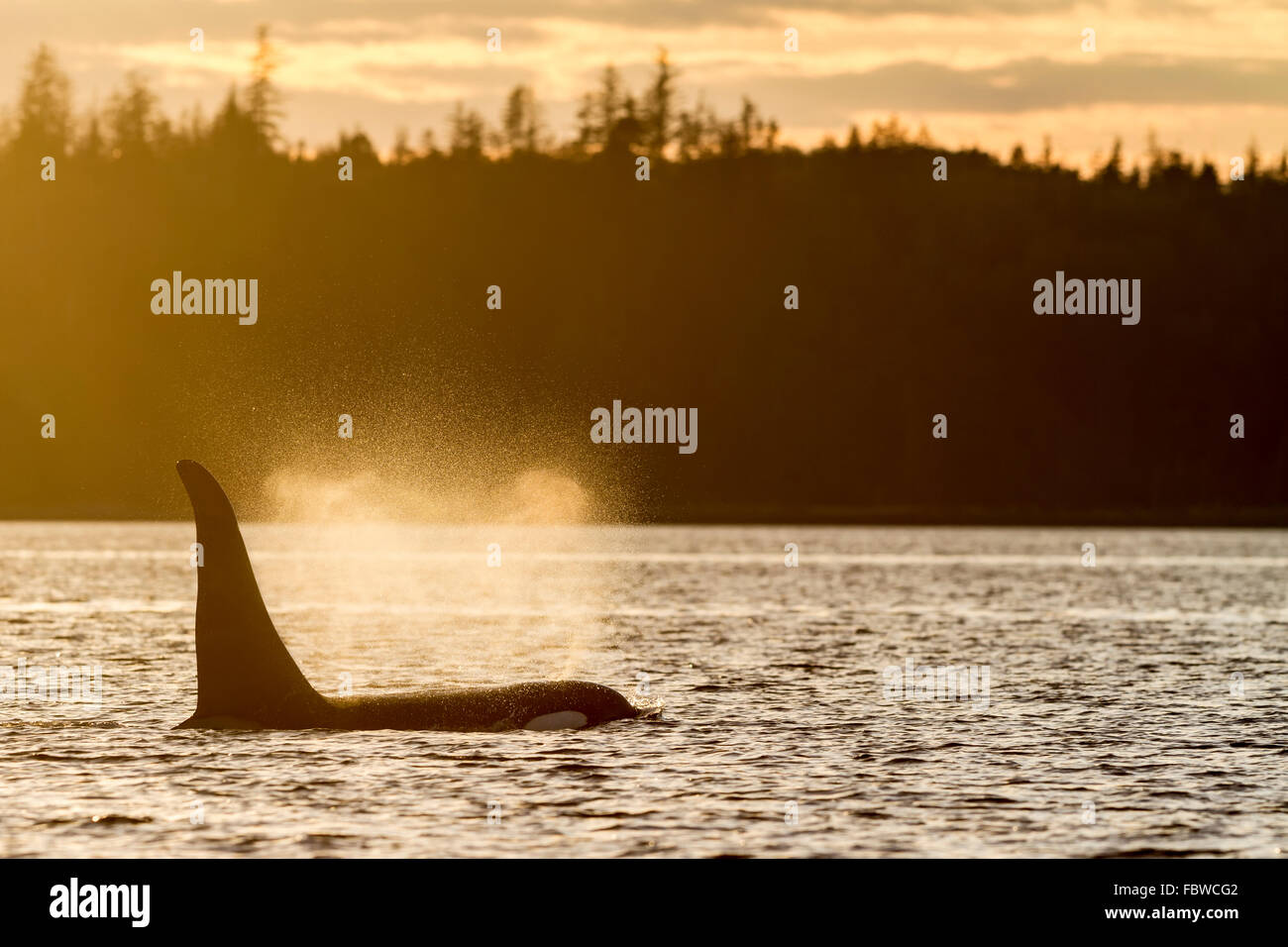 Killer whales hi-res stock photography and images - Alamy