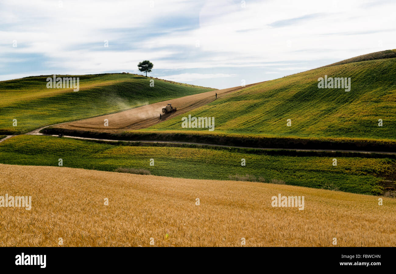 Xinjiang Shihezi wheat field Stock Photo - Alamy