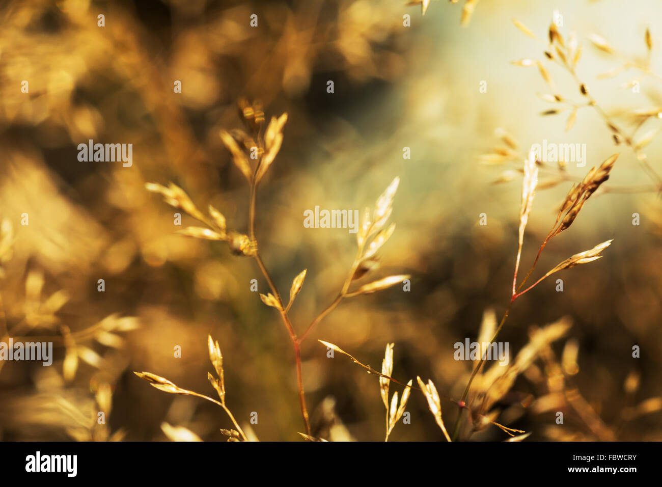 Grasses in morning light hi-res stock photography and images - Alamy