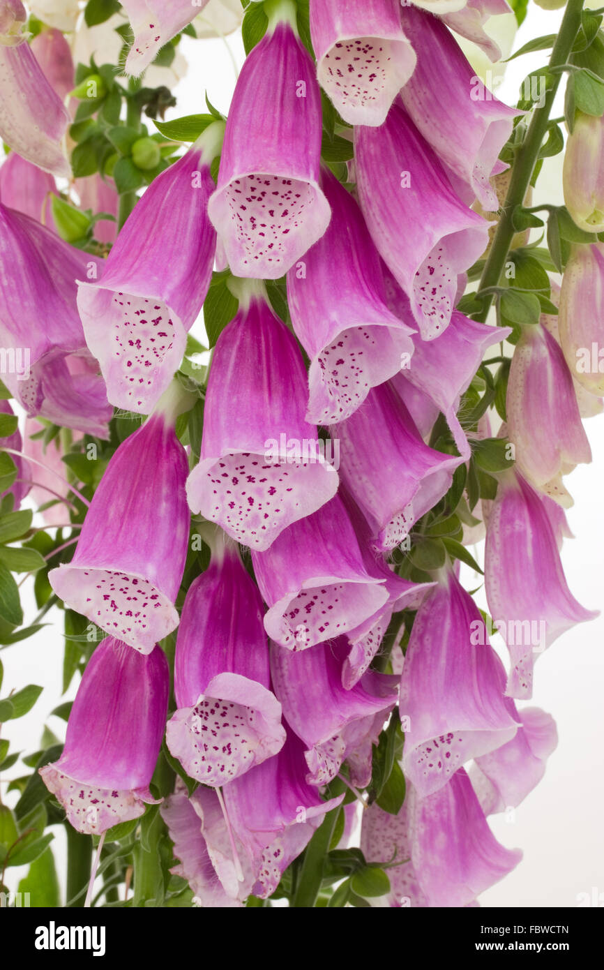 Digitalis purpur hi-res stock photography and images - Alamy