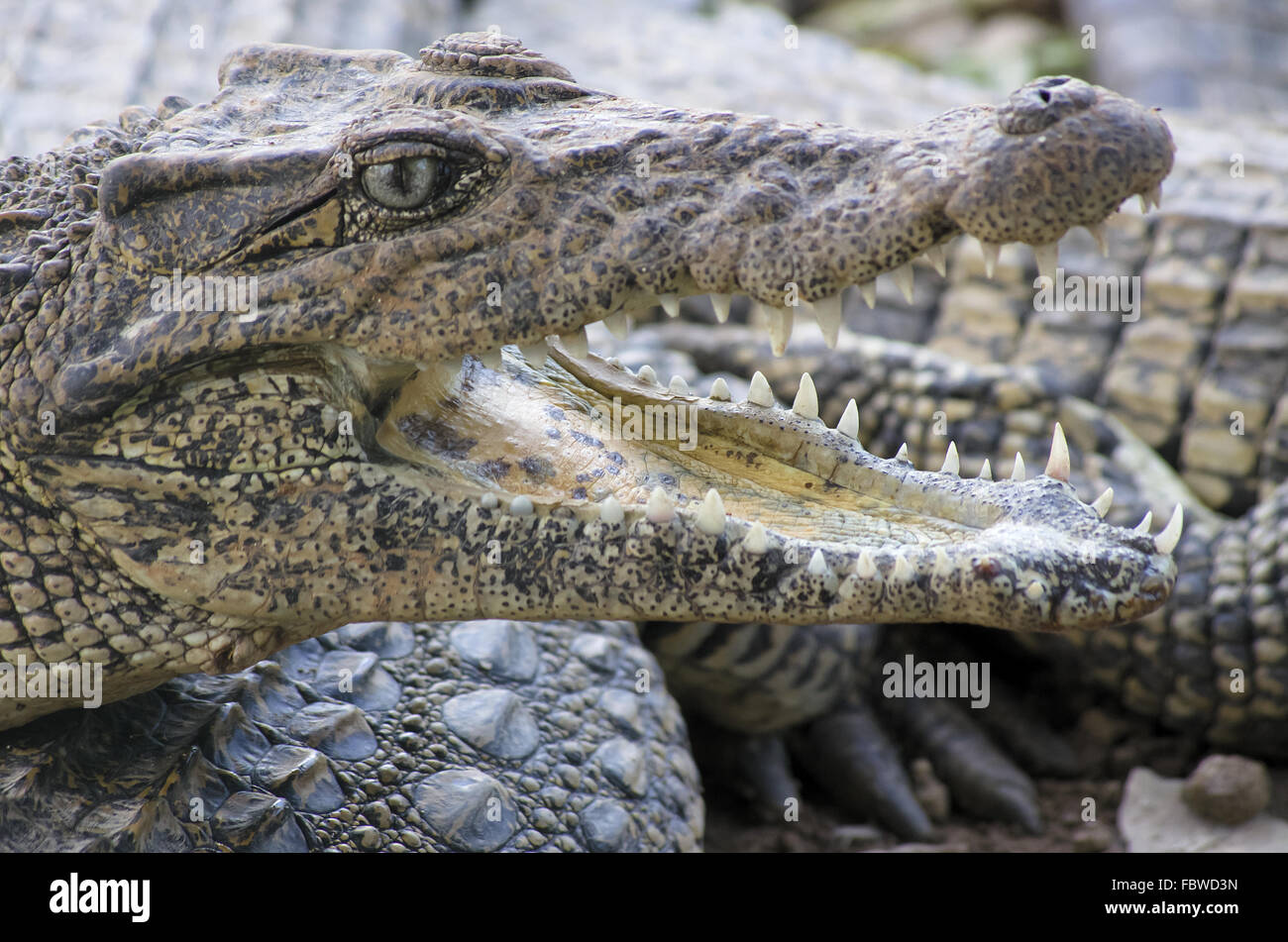 Cuban crocodile hi-res stock photography and images - Alamy