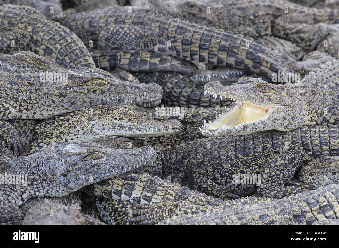Krokodil farm hi-res stock photography and images - Alamy