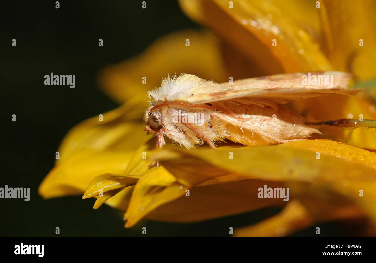 Xanthia hi-res stock photography and images - Alamy