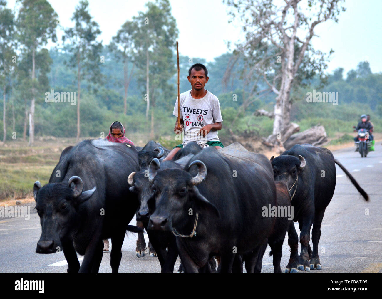 A farmer riding buffalo Stock Photo - Alamy