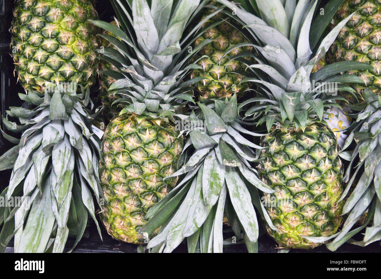 Pineapples on Display Stock Photo - Alamy