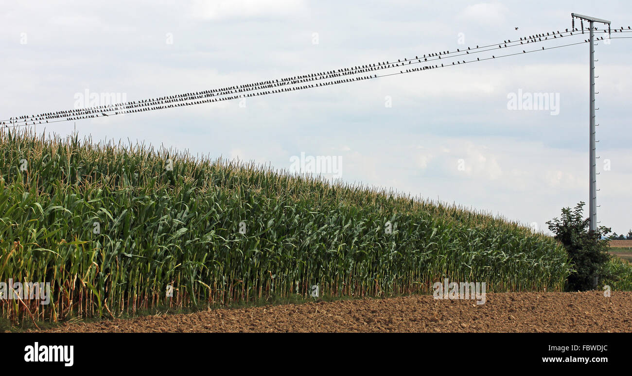 Birds over the corn Stock Photo - Alamy