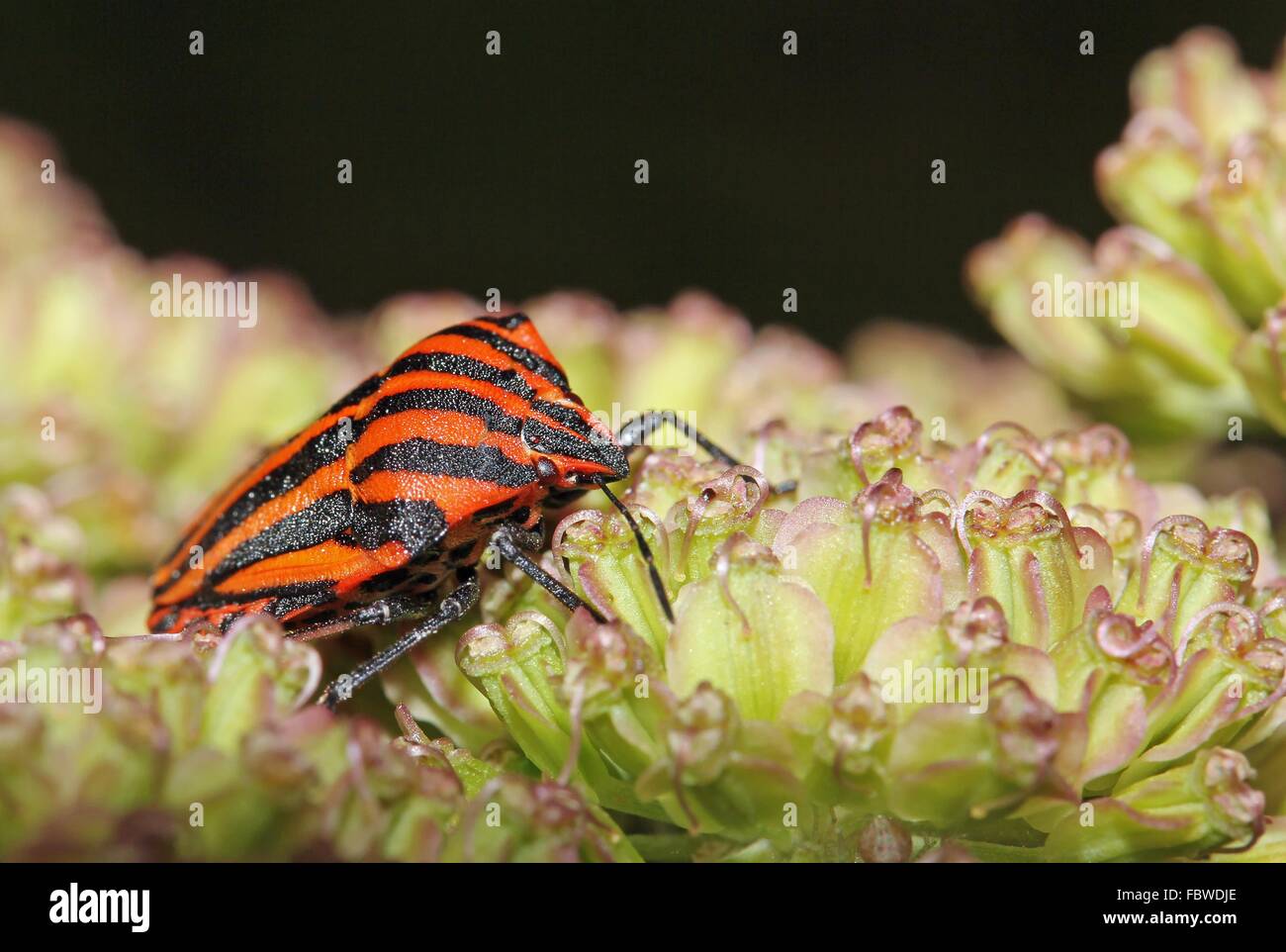 Pentatomidae insekt hi-res stock photography and images - Alamy