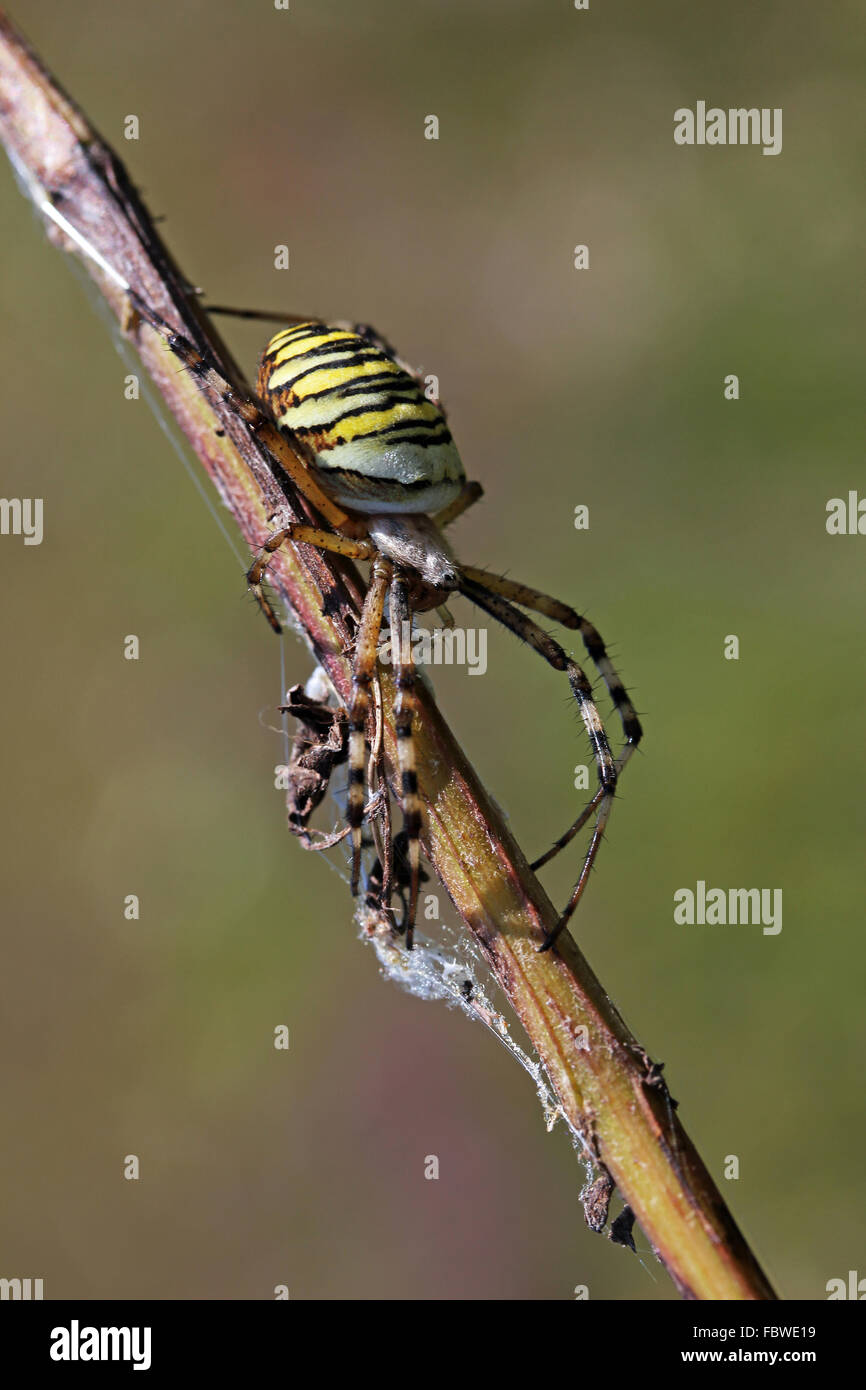 Spinnefaden hi-res stock photography and images - Alamy