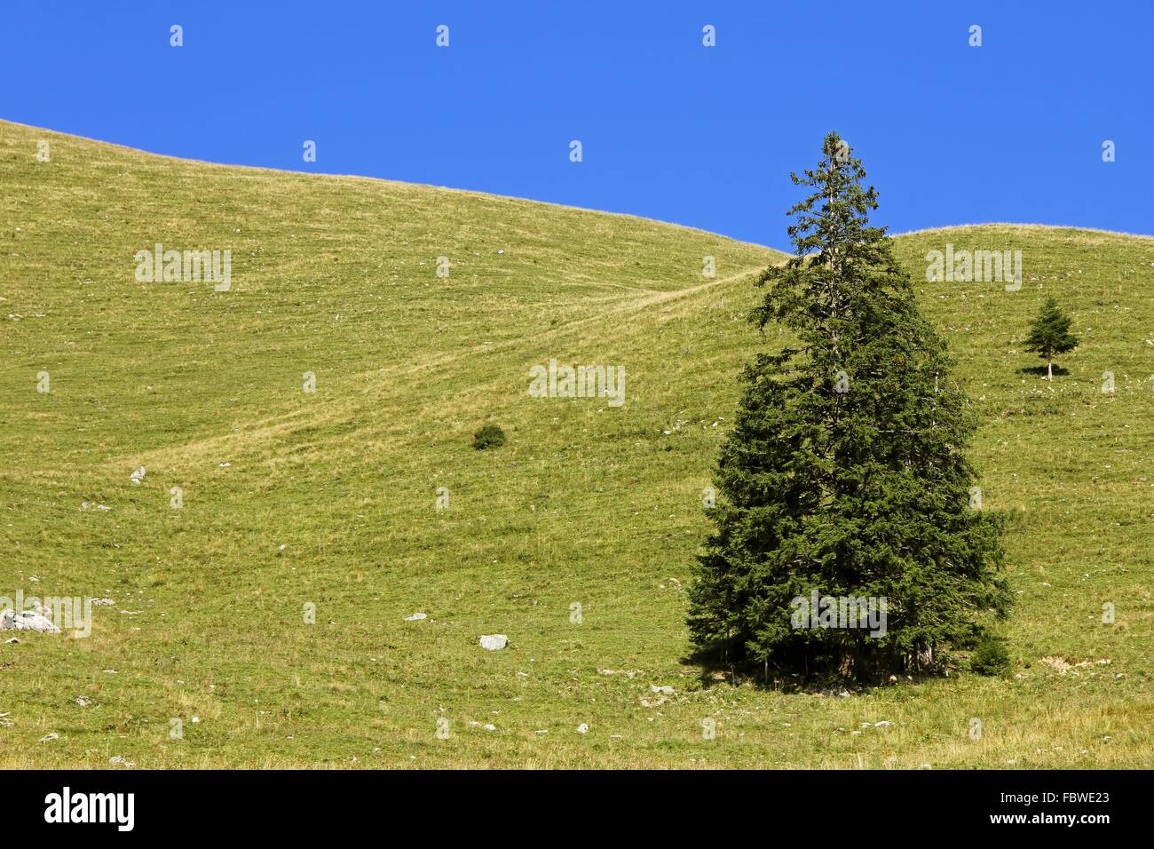 Alm tree hi-res stock photography and images - Alamy