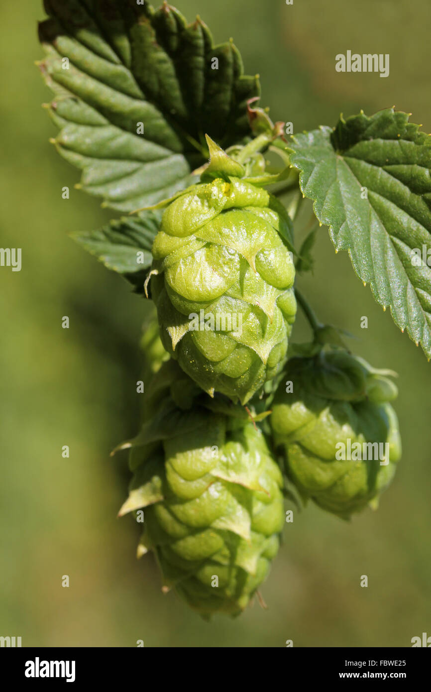 Hopfenfeld hi-res stock photography and images - Alamy