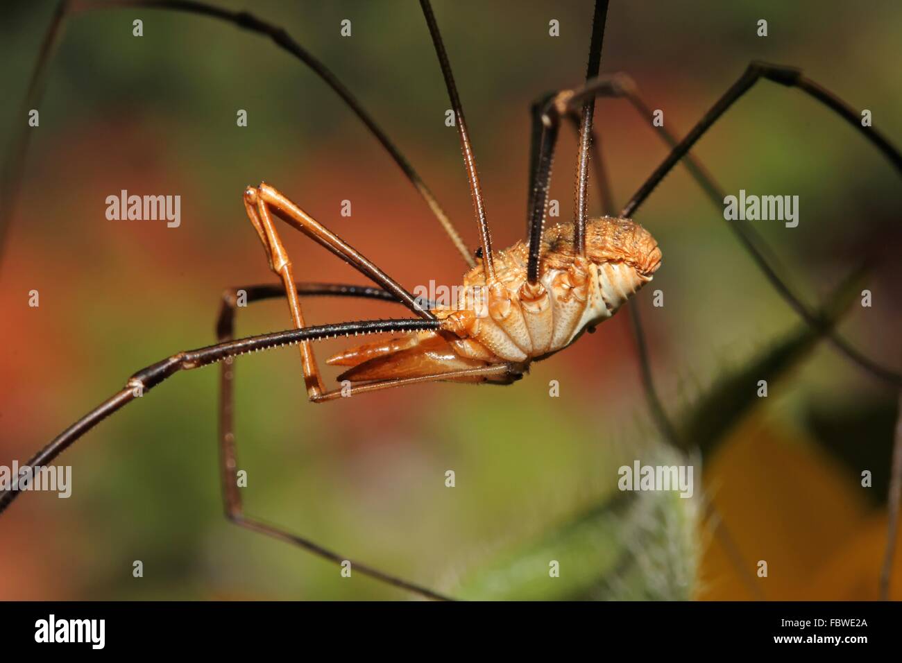 Harvestman Stock Photo - Alamy