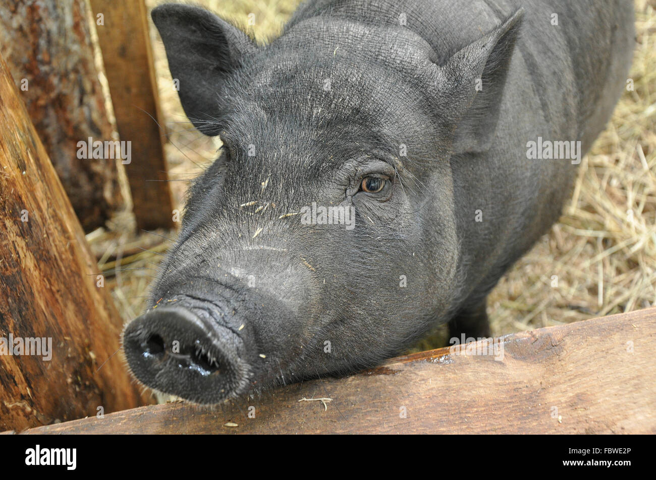 Decorative meat hi-res stock photography and images - Alamy