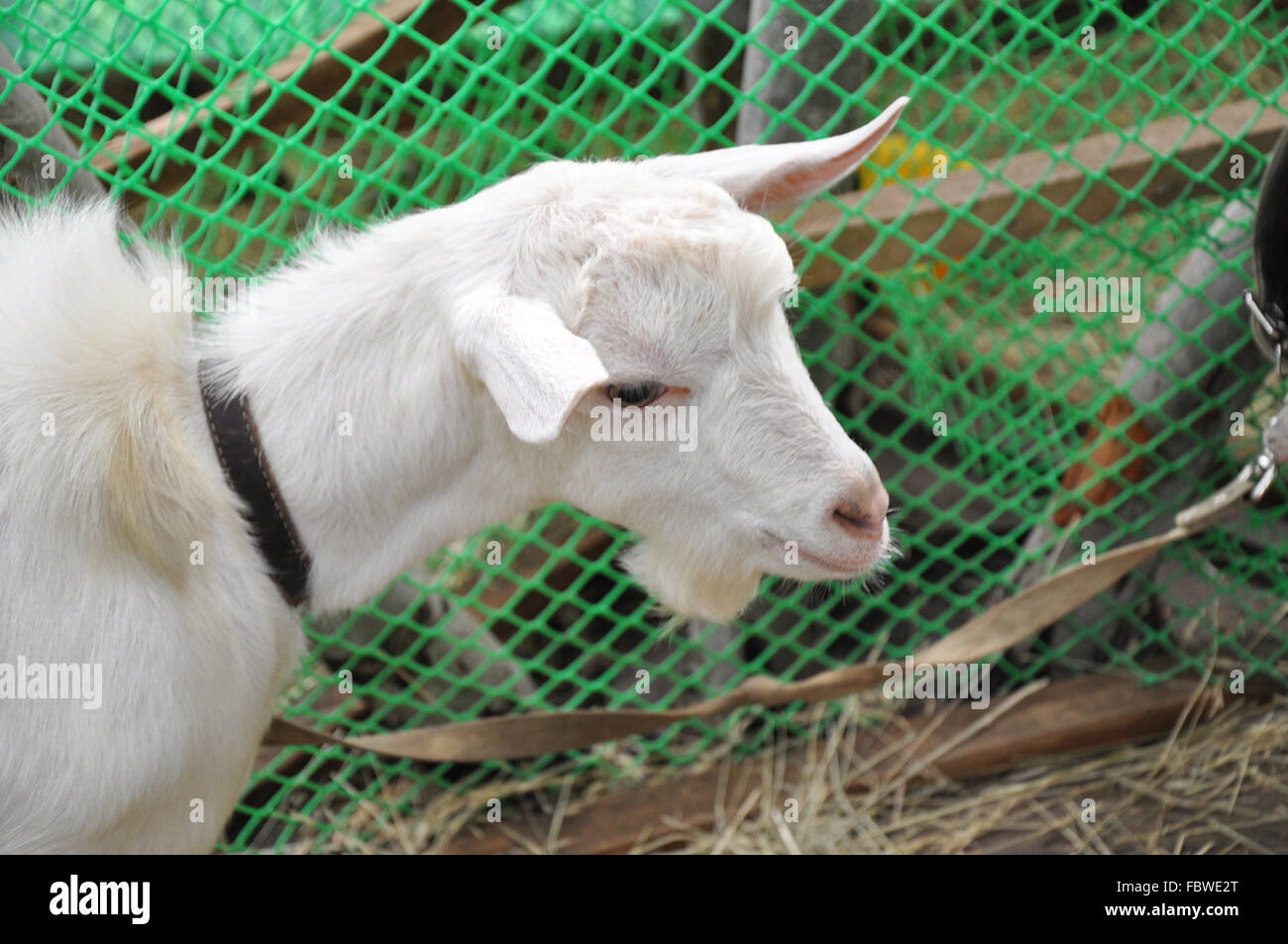 White little goat hi-res stock photography and images - Alamy