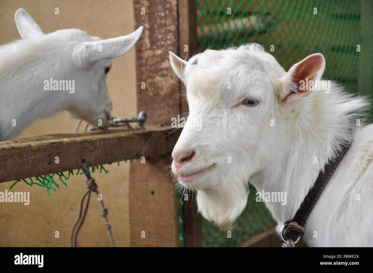 White little goat hi-res stock photography and images - Alamy