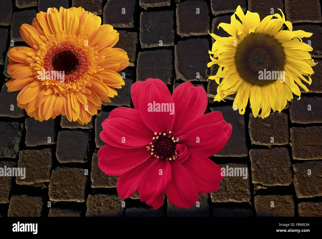 Blooms contrast hi-res stock photography and images - Alamy