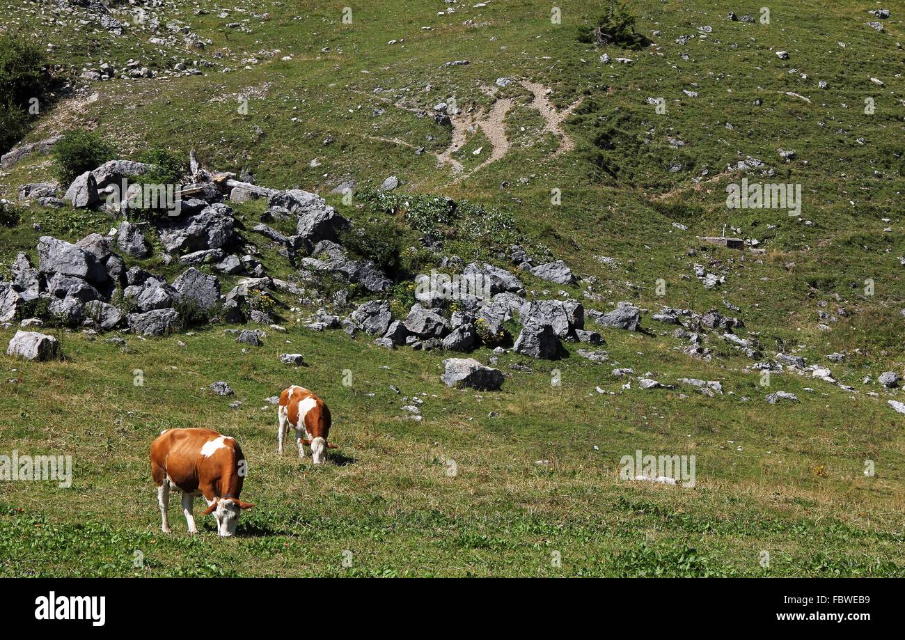 Two happy cows Stock Photo - Alamy