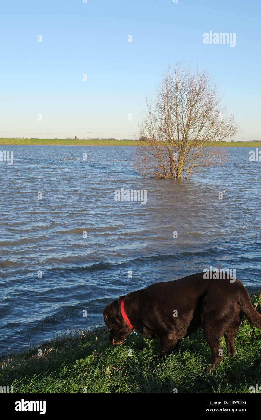 Dog listening to a mouse on the banks of the flooded Ouse Washes Stock ...