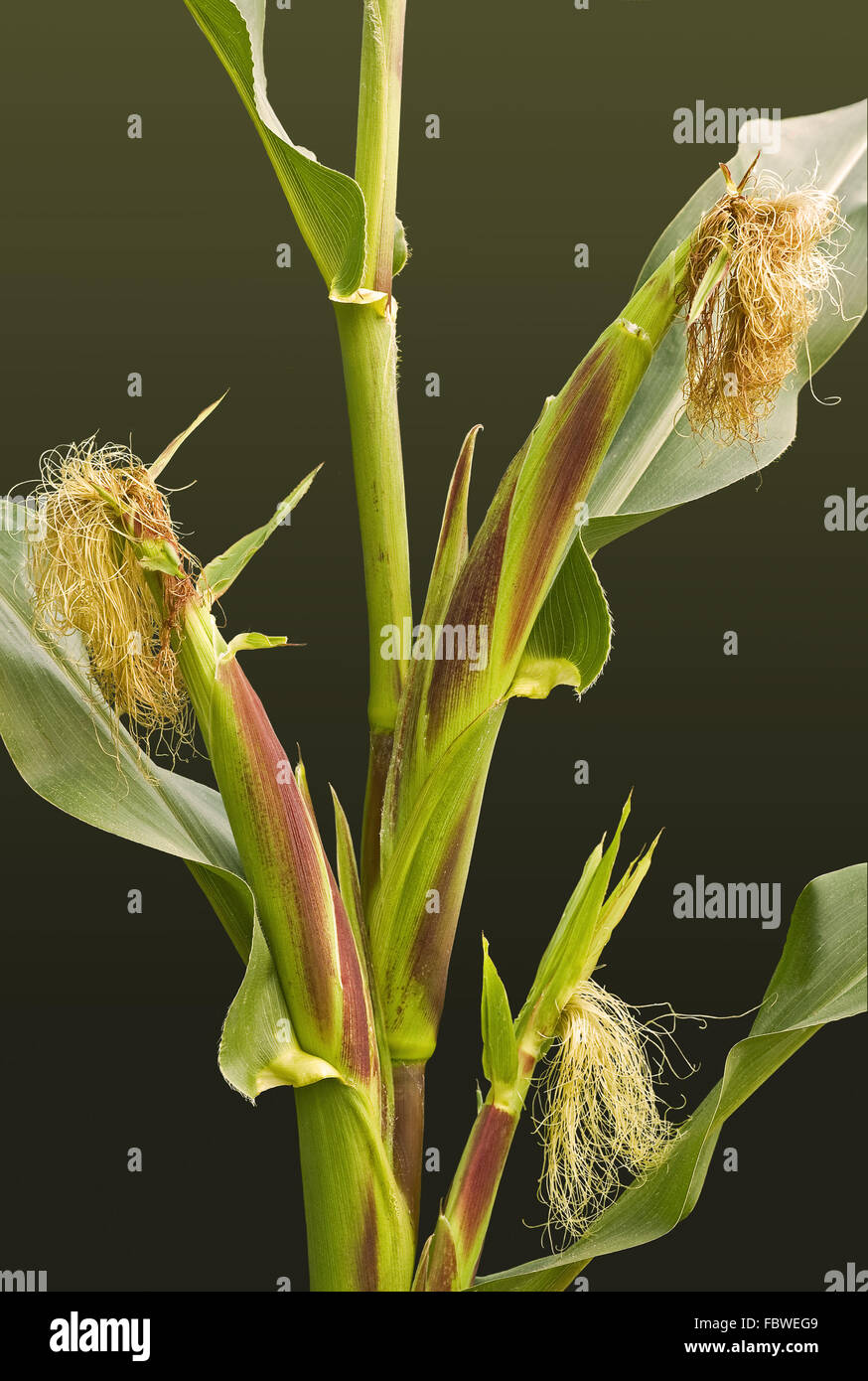 Maize cobs hi-res stock photography and images - Alamy