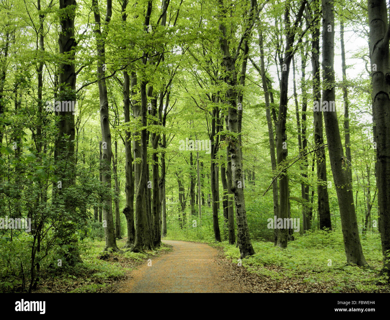 Beechs hi-res stock photography and images - Alamy