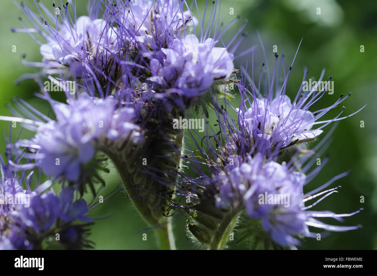 Bluebeard flowers hi-res stock photography and images - Alamy