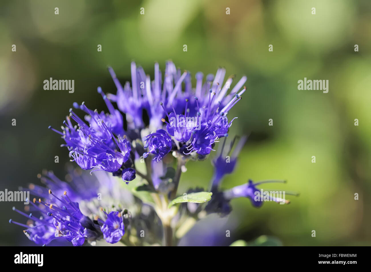 Bluebeard flowers hi-res stock photography and images - Alamy