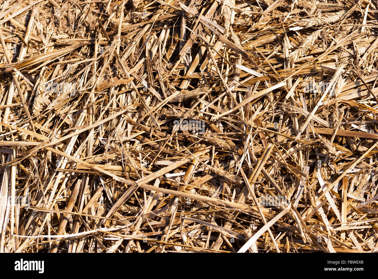 Straw texture background Stock Photo - Alamy