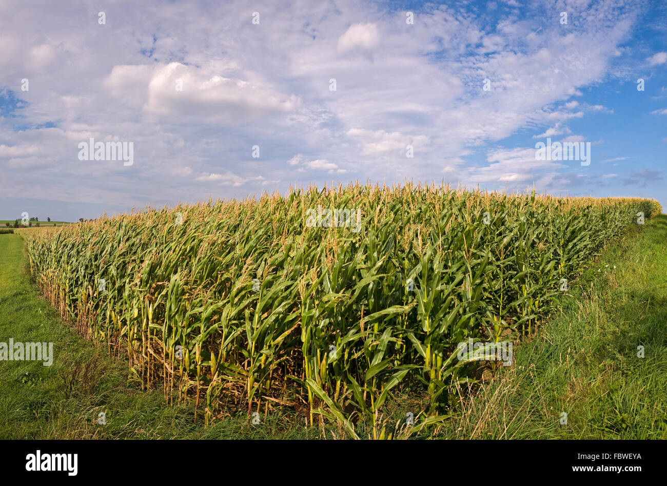 Spirit of the corn hi-res stock photography and images - Alamy