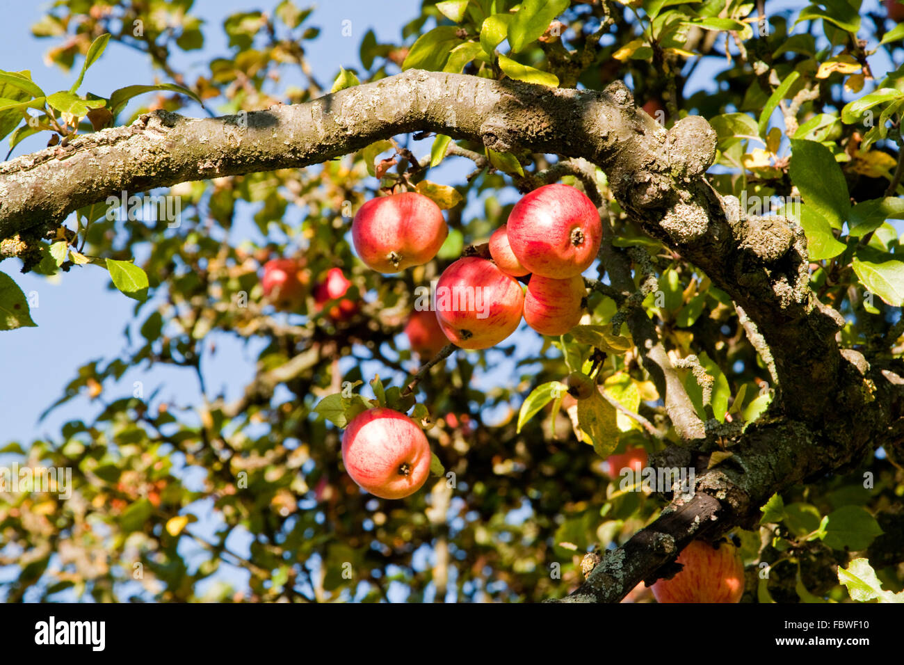 Apples on a tree Stock Photo - Alamy