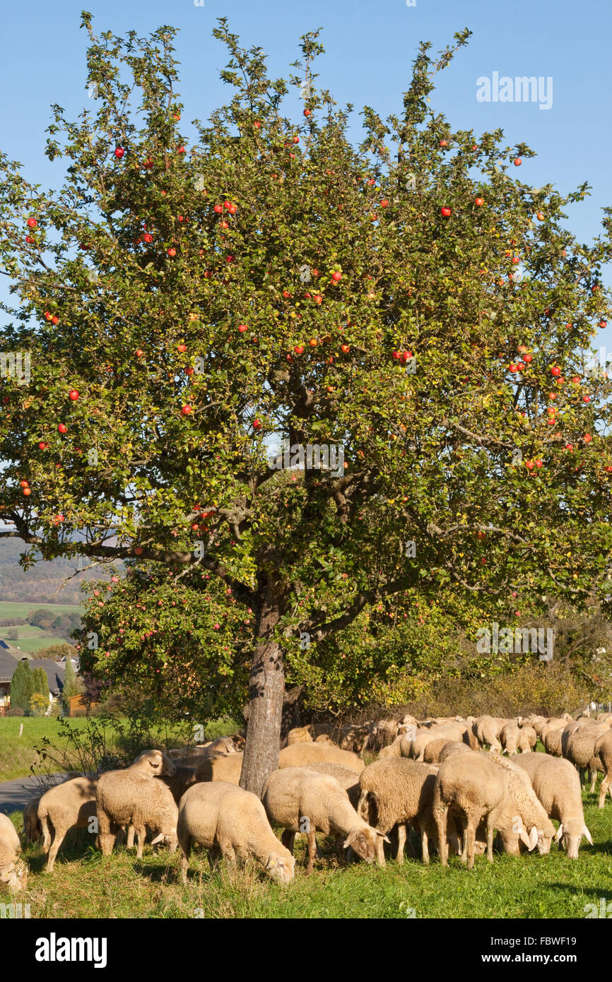Sheep around an apple tree Stock Photo - Alamy