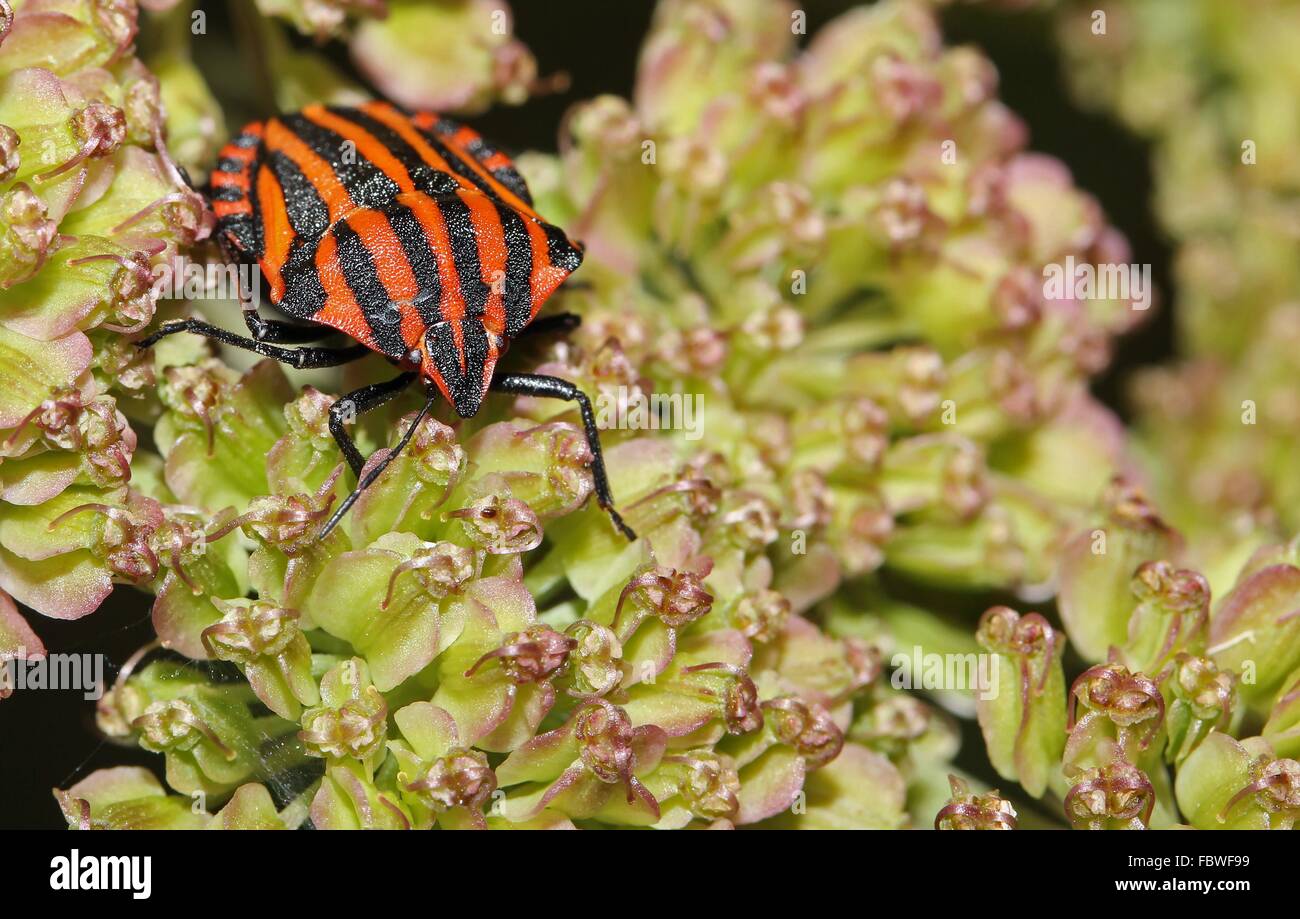 Black and red stink bug hi-res stock photography and images - Alamy