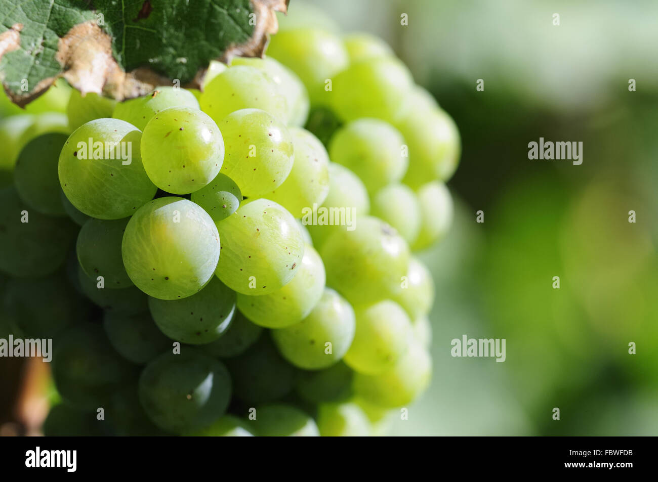 Grapes mueller thurgau hi-res stock photography and images - Alamy