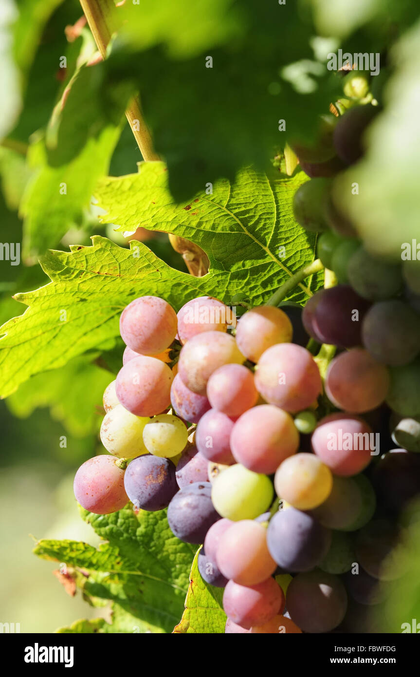 Chasselas Grape Stock Photos & Chasselas Grape Stock Images - Alamy