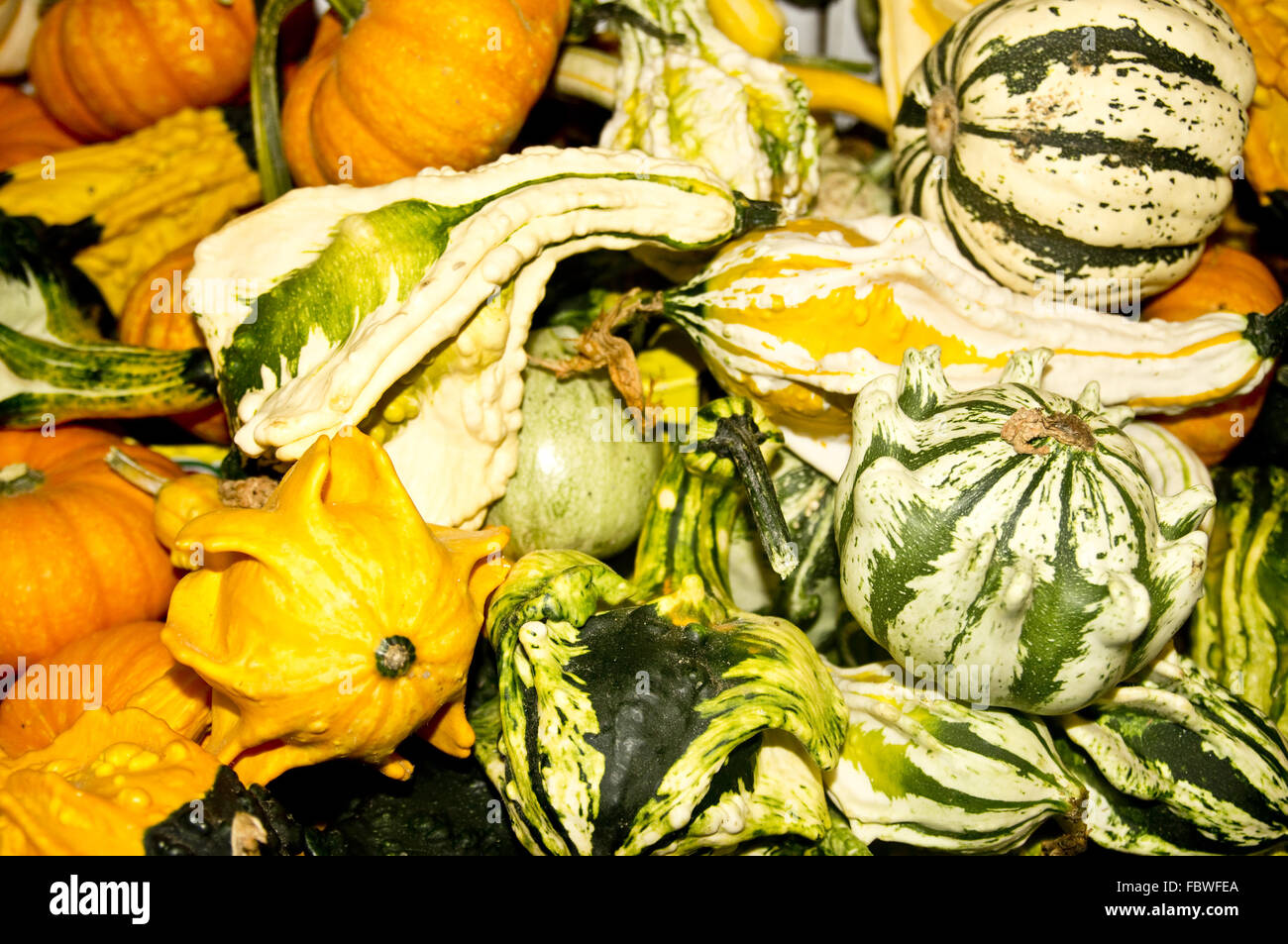Exotic Fall Gourds Stock Photo - Alamy