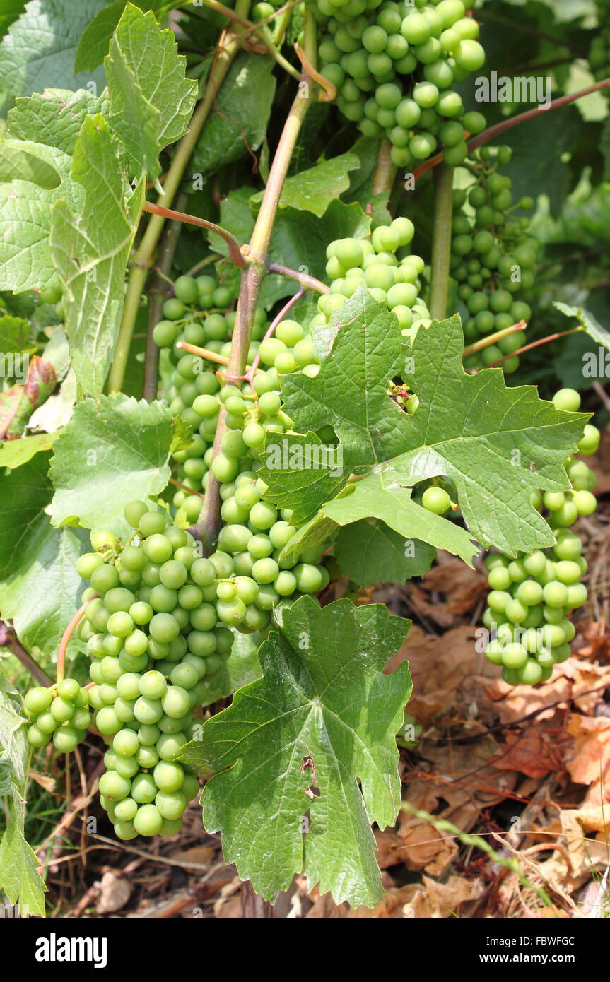 Grape cluster hi-res stock photography and images - Alamy