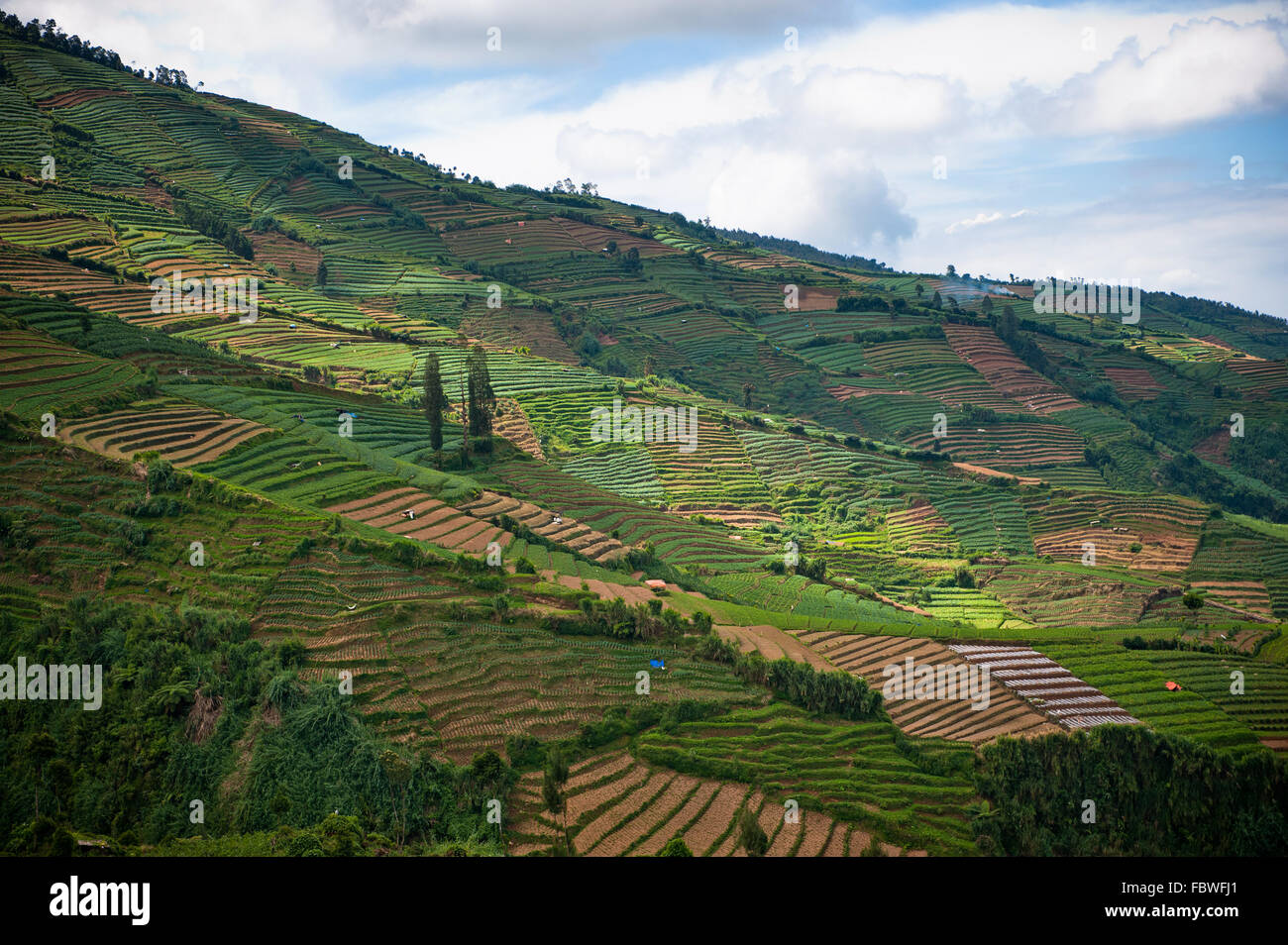 Terraced fields of Dieng plateau, Java, Indonesia Stock Photo - Alamy