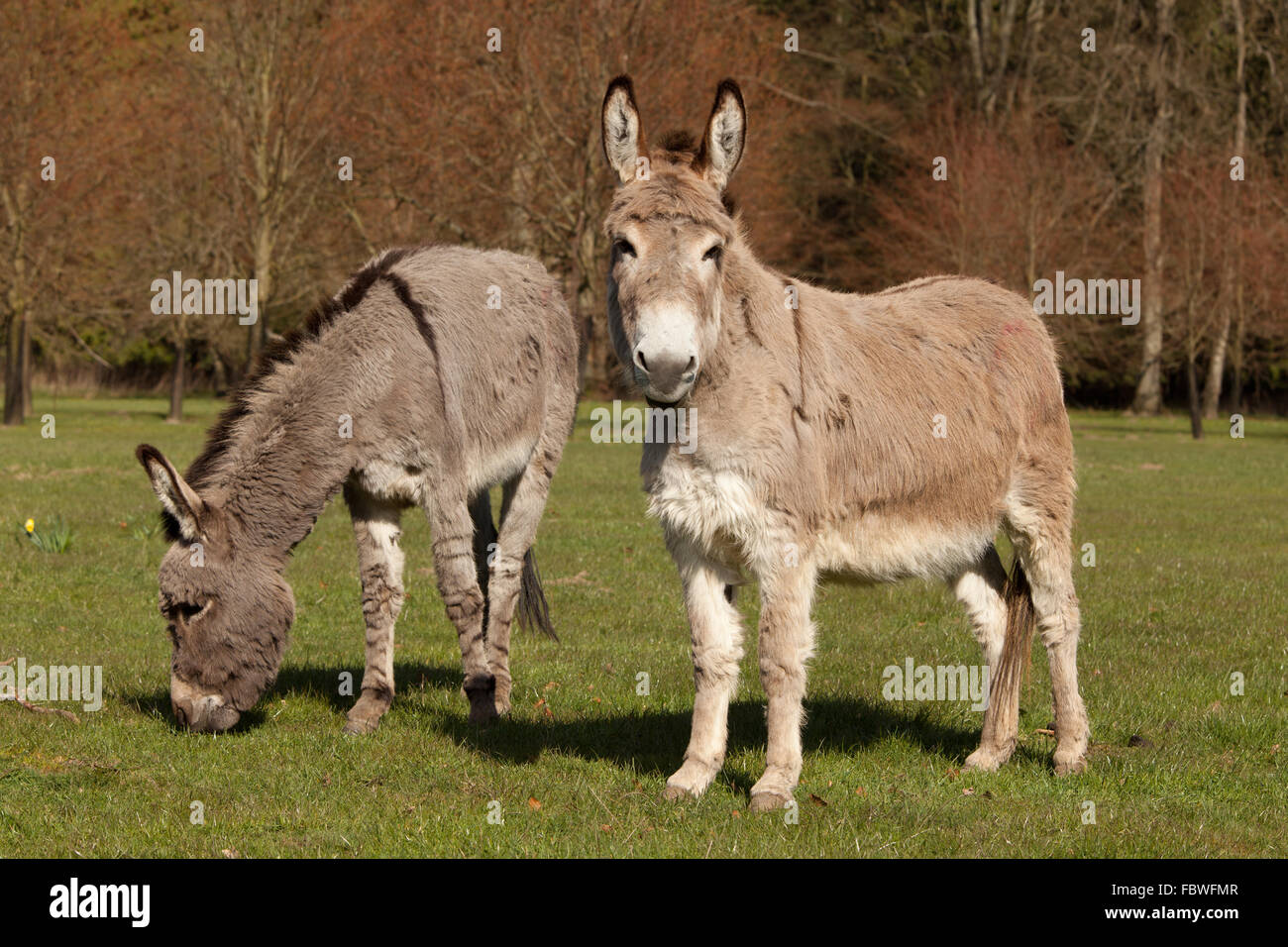 Esel Paar High Resolution Stock Photography and Images - Alamy