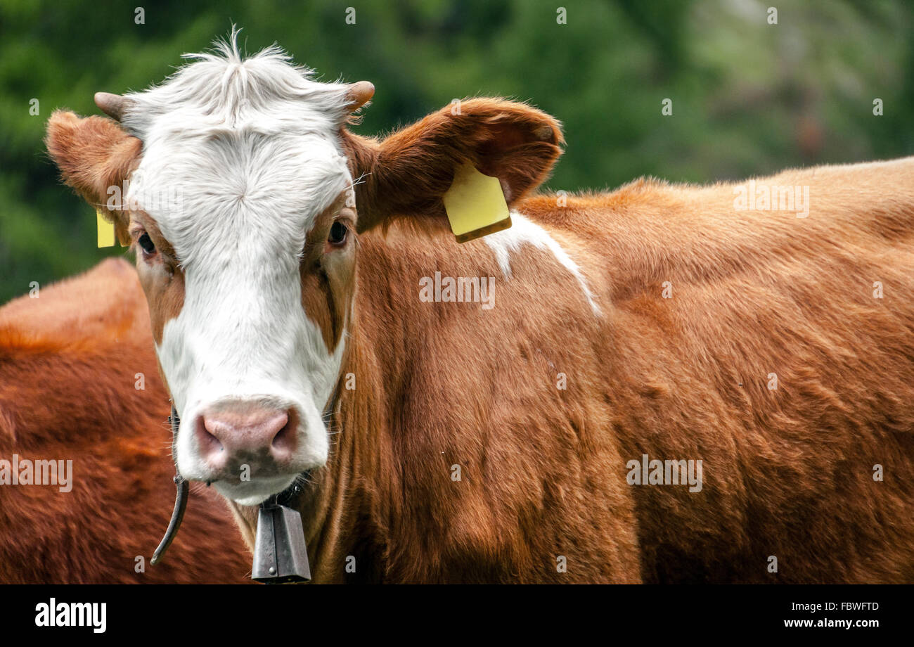 Cow face hi-res stock photography and images - Alamy