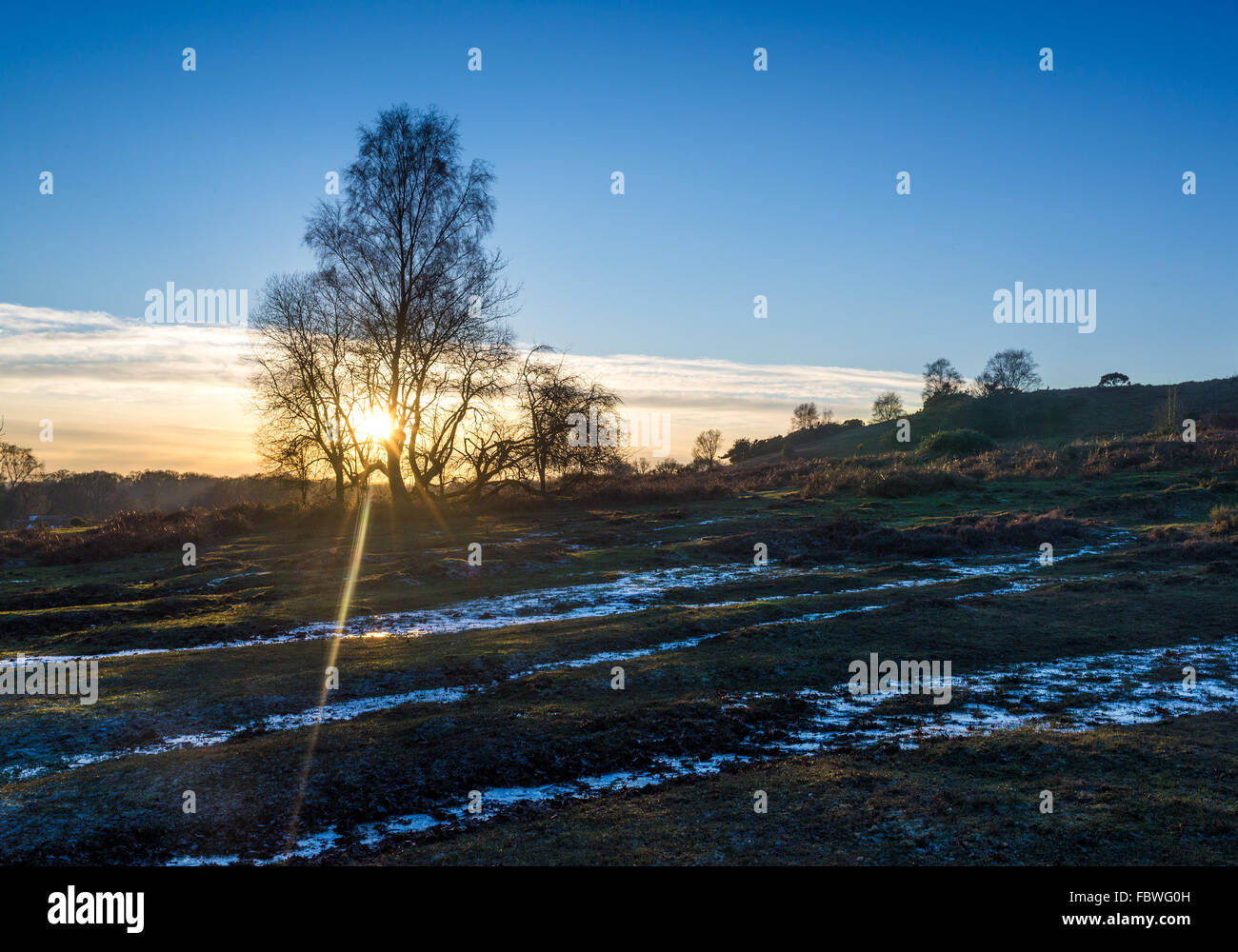 Wintry tree silhouette hi-res stock photography and images - Alamy